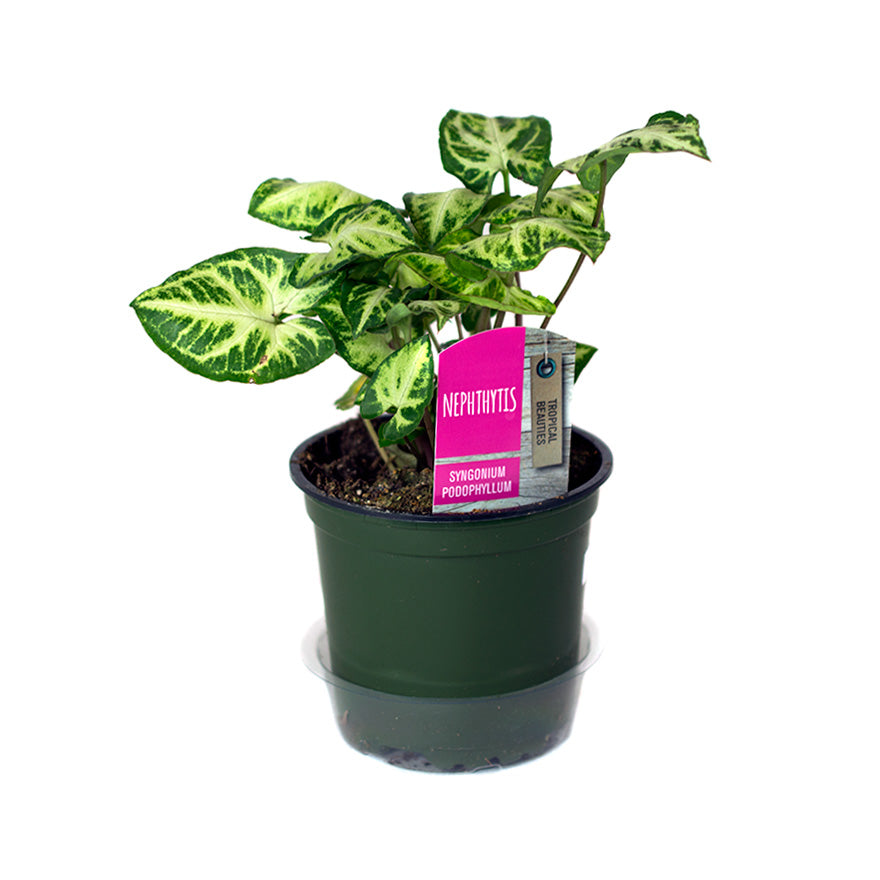 Bear Valley Nursery | Nephthytis House Plant in Lincoln City